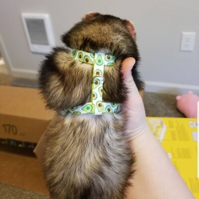 Ferret Harness Purple Velvet With Gold Adjustable - Etsy