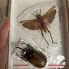 Real Blue Lanternfly, Pyrops Gunjii, Open Wings for All Your Taxidermy ...