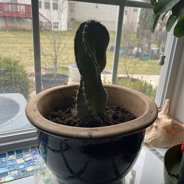 Cereus Peruvianus Spiralis Cactus Cuttings Free Shipping Tornado Cactus SPECIAL - Etsy