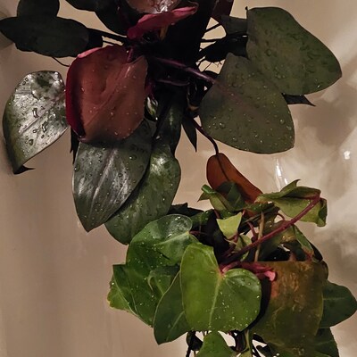 Aglaonema 'bamboo' Sp. Variegated Chinese Evergreen Live Indoor ...