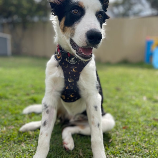 Wild Thing Dog Harness & Accessories - Etsy Australia