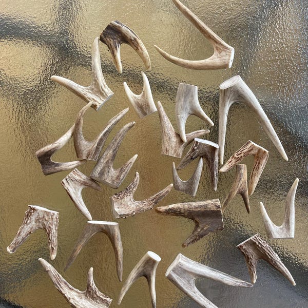 NEW Natural Shed Real Deer Antler Knobs / Pulls Cabinet Dresser Hardware (1 EA) **oregon Antler ...