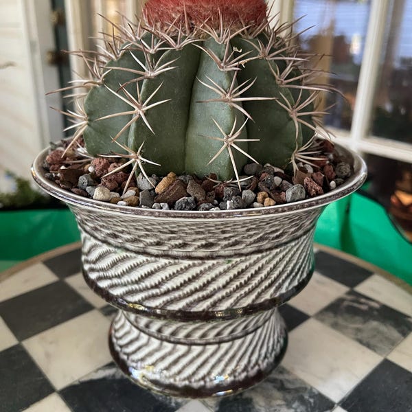 Melocactus Curvispinus Live Rooted Cactus From Seed Grown - Turk's Cap ...