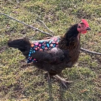 Patriotic Chicken Tutu - Etsy