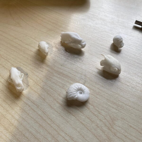 Boa Constrictor Skull - Resin Life-like Replica - Etsy