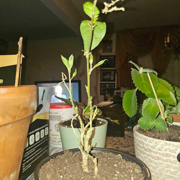 Pitiona, Oaxaca Lemon Verbena, Juanilama, Lippia Alba, 1 Live Plant 2.5 ...