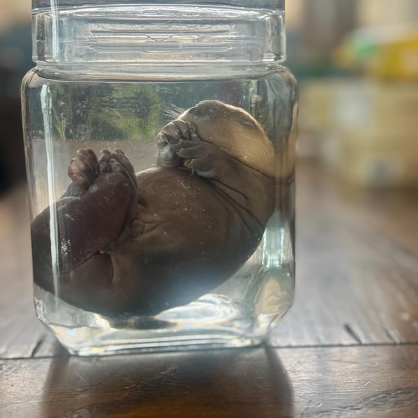 Small Taxidermy Wet Specimen Pinky Mice / Mouse & Crystal’s Labradorite ...