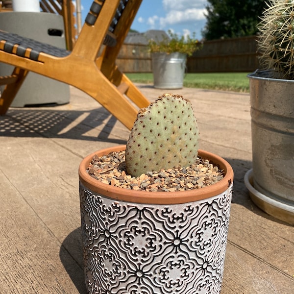 Beavertail Prickly Pear Cactus, Pink Blooms, Unrooted Pad or Bare Root ...