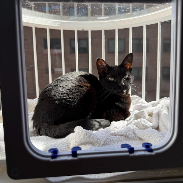 Cat Solarium Sunroom Package: the Ultimate Cat Window Box. This Catio ...