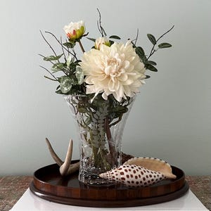 Large Specimen Grade 63.1mm CONUS Regius Royal, Crown Cone SEASHELL JB ...