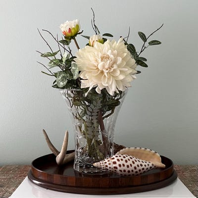 Large Specimen Grade 63.1mm CONUS Regius Royal, Crown Cone SEASHELL JB ...