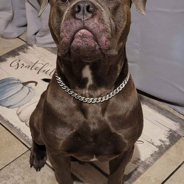 Silver Iced Out Cuban Link Dog Chain/ Custom Dog Chain, Handmade Dog ...
