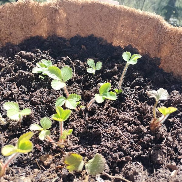 Cascade Harvest Red Raspberry- Very Large Firm Berries, Very Good ...