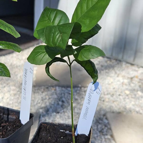 FORASTERO Theobroma Cacao Cocoa Chocolate Fruit Tropical Tree Potted ...