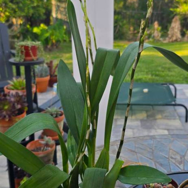 Rlc. Sung Ya Green 'mailman' (2.5” Pot) - Etsy