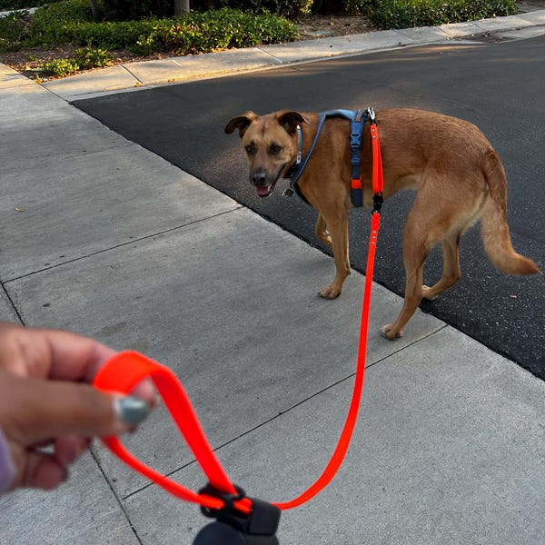 Trailblazer Customizable Braided Biothane® Dog Leash, Dog Lead ...