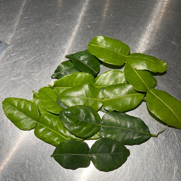 Organic Fresh Kaffir Lime Leaves | Bai Makrut | Makrut Lime Leaves ...