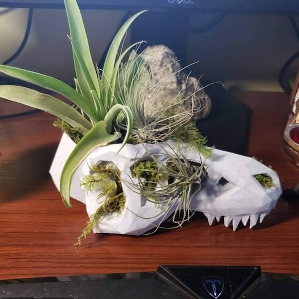 T-bone the T-rex Skull Planter With Plants - THE ORIGINAL! - Nontoxic ...