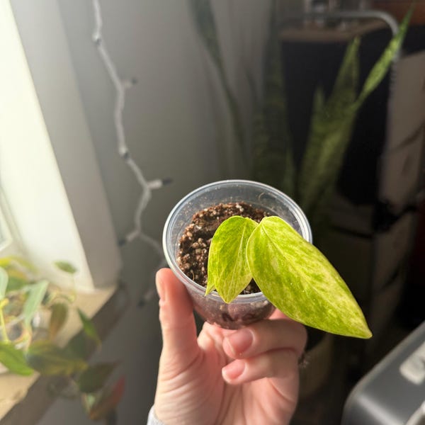 Epipremnum Aureum Teruno Robin - Rare Japanese Pothos - Terunoworld ...