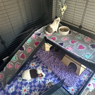 Feisty Ferret 485 CENTER Hole Fleece Prevue Hendryx Rats, Chinchilla's ...