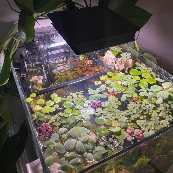 Floating Plant Package #1, Frogbit + Dwarf Water Lettuce + Water ...