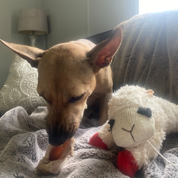 Air Dried Dog Chew for Dogs Air Dried Steer Ear Dog Chew Treat - Etsy