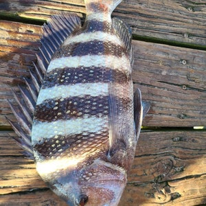 Fish Bag Earrings Goldfish Koi Novelty Funky Quirky - Etsy