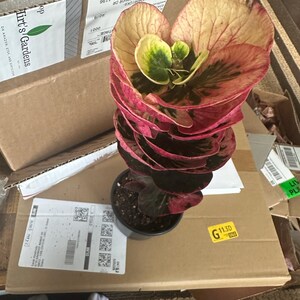 Actual Plant RARE Variegated Alocasia frydek Albo Mint Hybrid Sport ...