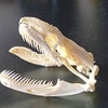 Real Silver Toadfish Skull, Silver Toadfish Skeleton, Lagocephalus ...