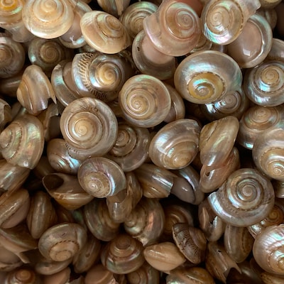 Beach Decor Magpie Banded Shells 3 Turbo Shell Seashell Supply ...