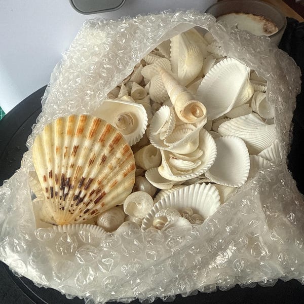 Tibia Spindle Sea Shells White Tibia Shell Long Pointy Shells Shabby ...