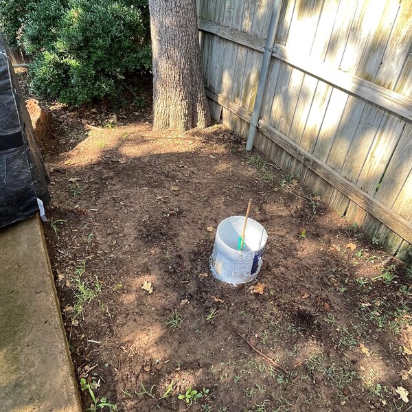 Luna & Moth Food - Sweet Gum Leaves- Liquidambar Styraciflua - Host ...