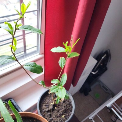 Camellia Sinensis live Tea Plant Propagated From Plants at Former ...