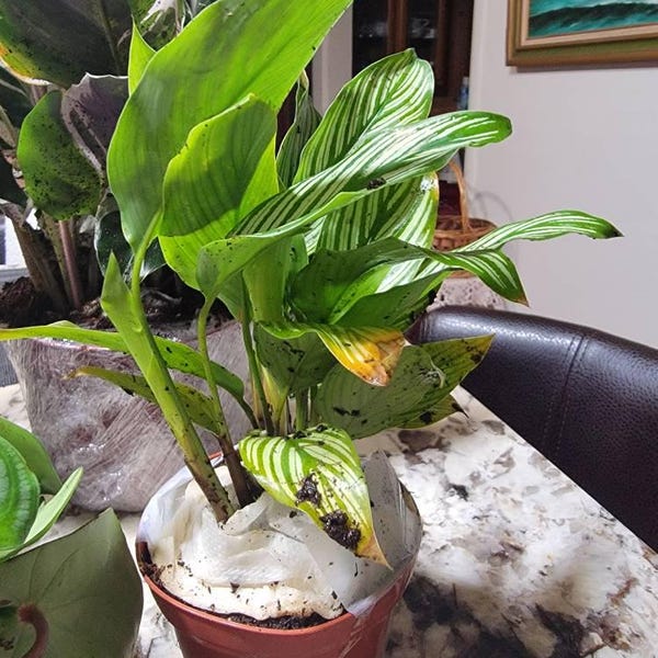 Calathea Burle Marx in a 3" Nursery Pot - Burle Marxii Plant - Indoor ...