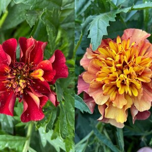 Zinnia Seeds Pepito Mix dwarf 264 - Etsy