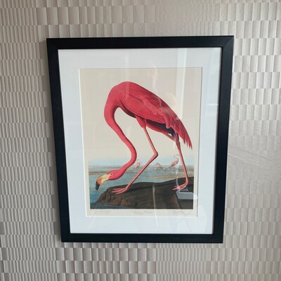 Pink Flamingo Vintage Art Print, Birds of America Decor, Antique Bird ...