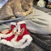 Crochet Pattern: Flared Toque Hat for Cats, PDF Instructions for Cat ...