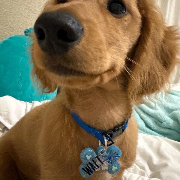 Design Your OWN Custom Pet Tag, Personalized, Custom Dog Tag, Resin Dog ...