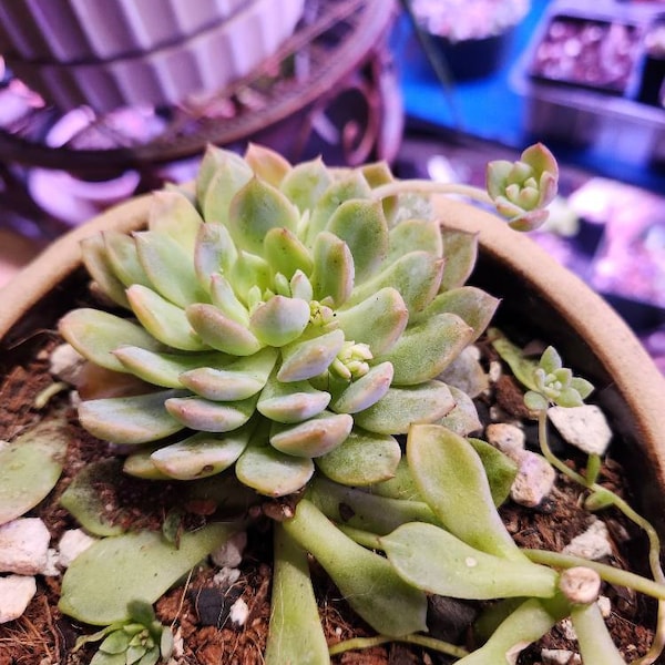 Sedum Golden Glow, Succulent, 4 - Etsy