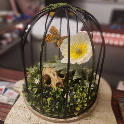 5-100PCS Real Butterfly Specimen Taxidermy Insect Butterflies Decor ...