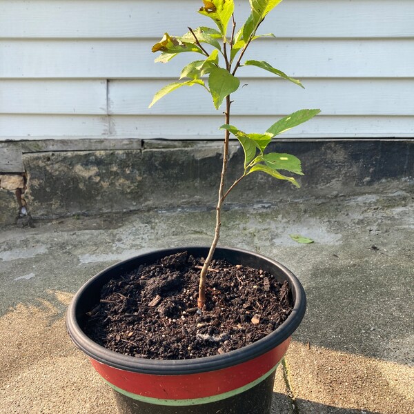 Treesagain Potted Wild Plum Tree - Prunesus Americana - 11 to 26+ Inch ...