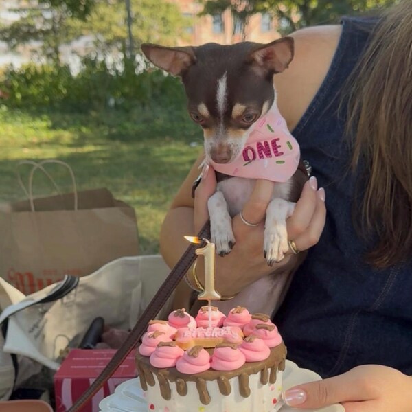Personalized Dog Bandana Birthday Girl Bandanna for 1st Birthday ...