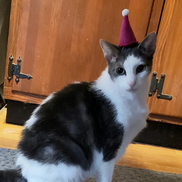 Mini Party Hat for Cats - Etsy