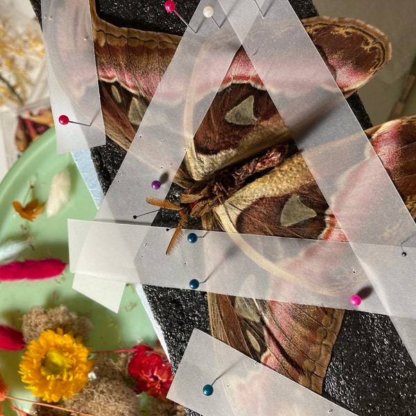 Attacus Atlas Moth Papered Specimen MALE and FEMALE Spcimens, Real ...