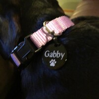 Microchip Dog Tag, Custom Dog Tag, Microchipped, Pet Tag, Dog ID Tag ...