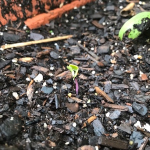 Northern Blazing Star Flower Seeds Heirloom Seeds, Native Seeds ...