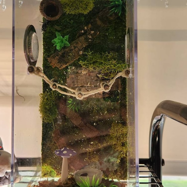 Large 6x6x9.5 Luxury Adult Jumping Spider Enclosure, Decorated Jumper ...