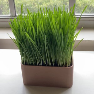 Organic Wheat Grass Grow Kit Easy Grow Wheat Grass With Decorative ...