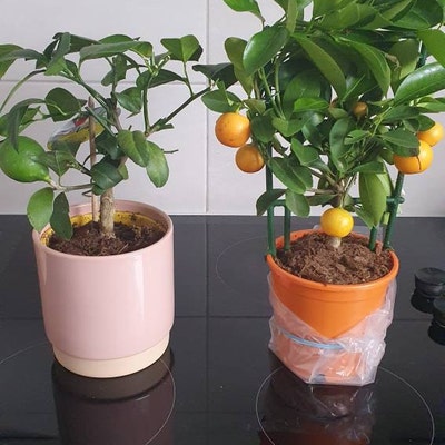 Mixed Alpine Plants Vibrant Garden Perennial Large Flowering Rockery ...