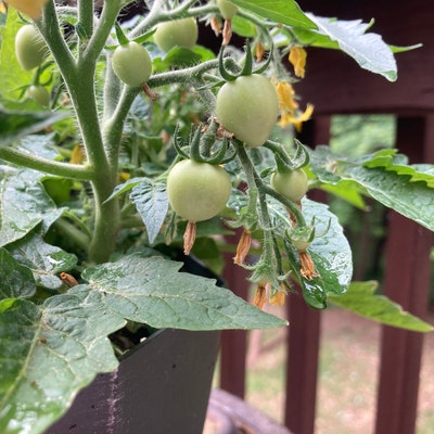 Micro-tom Tomato Seeds Organic - Etsy